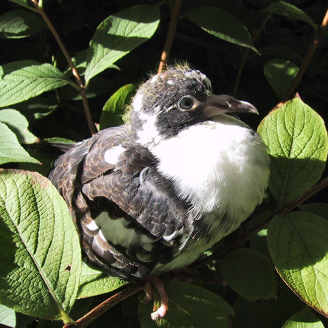 All About Squab – Center of the Plate | D'Artagnan Blog