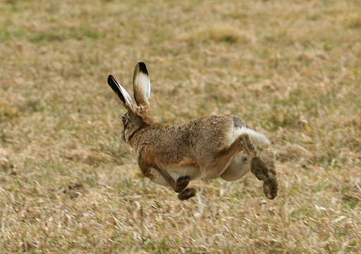 All About Wild Hare – Center of the Plate | D'Artagnan Blog