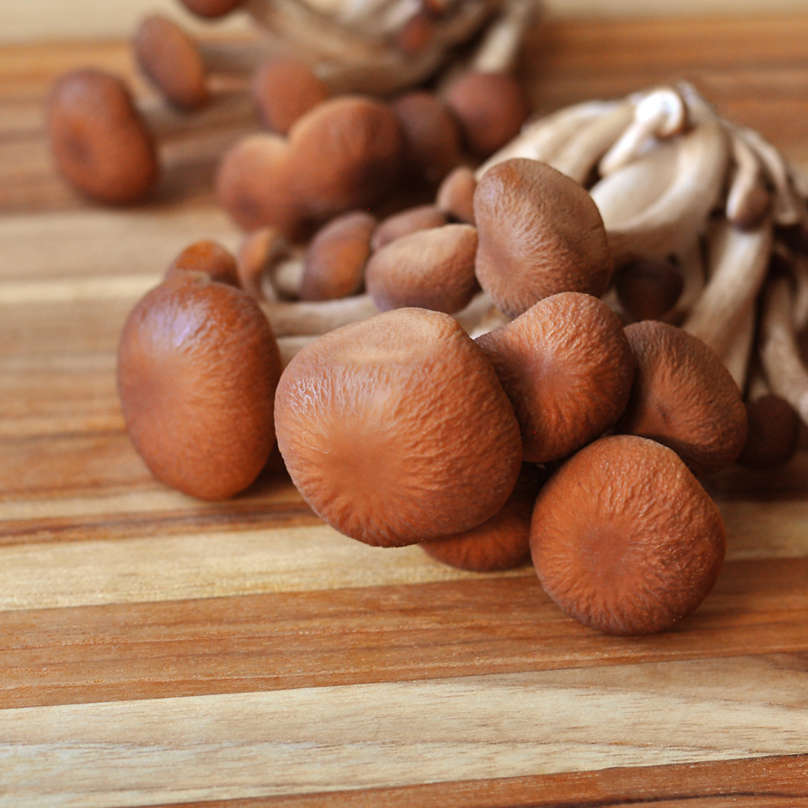 Meet the Mushrooms: Velvet Pioppini – Center of the Plate | D'Artagnan Blog