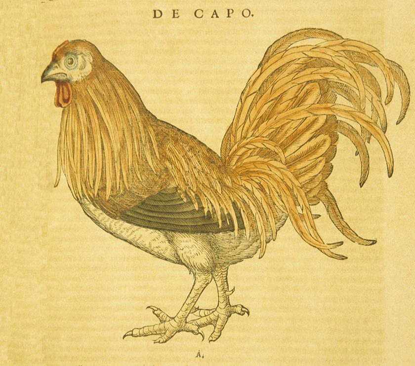 Roasted Capon for the Holidays – Center of the Plate | D'Artagnan Blog