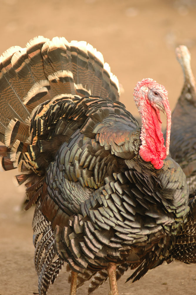 Heritage Turkey Making the News – Center of the Plate | D'Artagnan Blog